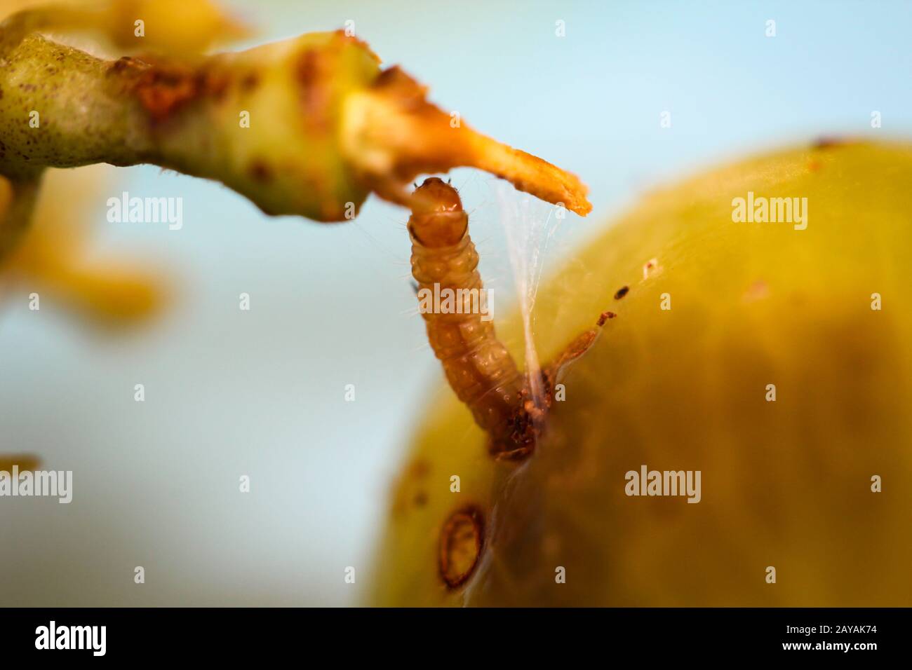 A worm, larva of an insect comet from a grape and spins in Stock Photo ...