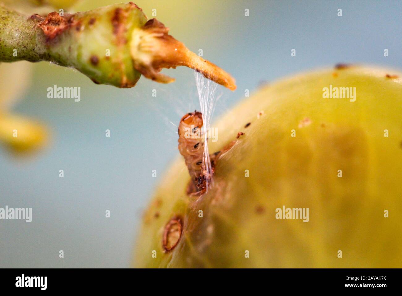 Larva of an insect hi-res stock photography and images - Alamy