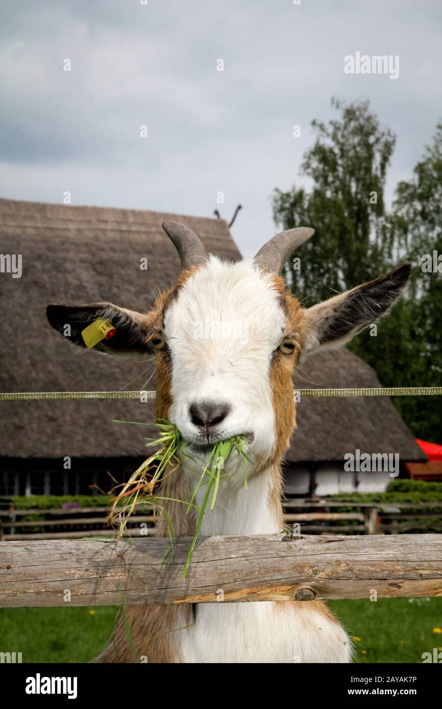 a goat in the gate of a farm Stock Photo - Alamy