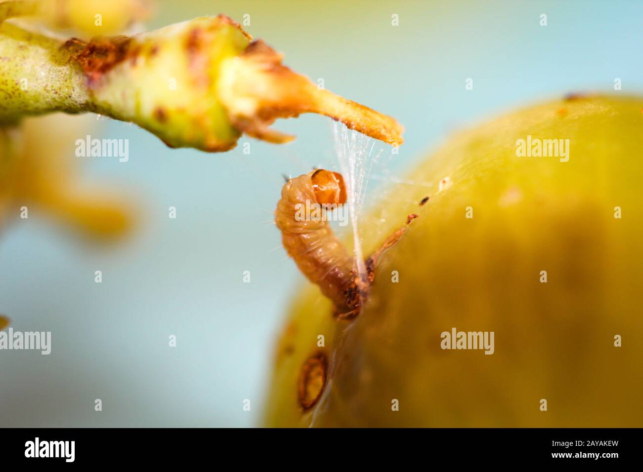 Grape worm hi-res stock photography and images - Alamy