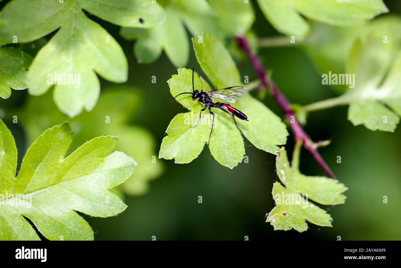 a bee, wasp, on a plant, flower - insect on a plant Stock Photo - Alamy