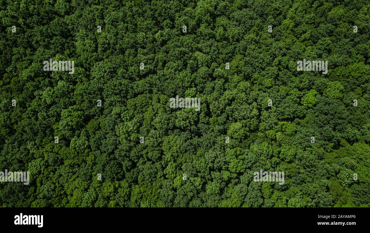 Drone's Eye View - top down foliage trees background, Caucasus, Russia ...