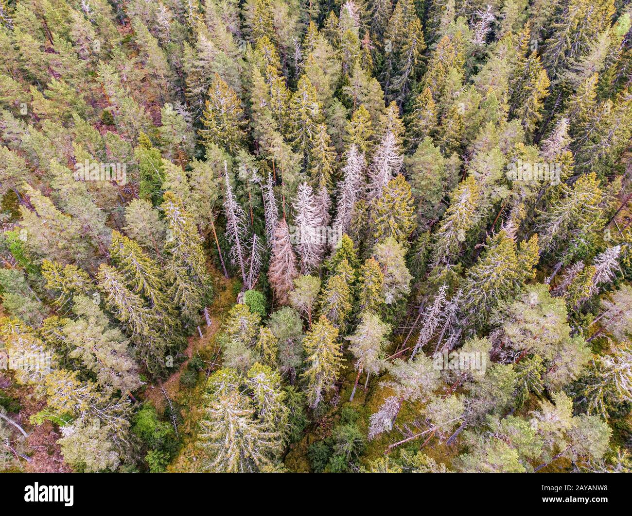 Clearcutting spruce forest hi-res stock photography and images - Alamy