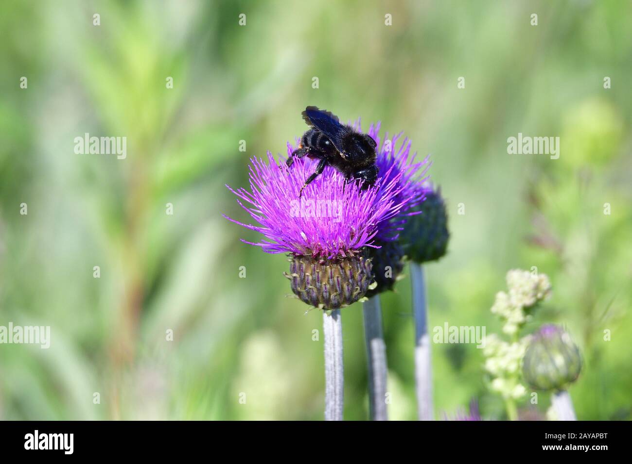 Bumblebee stone hi-res stock photography and images - Alamy