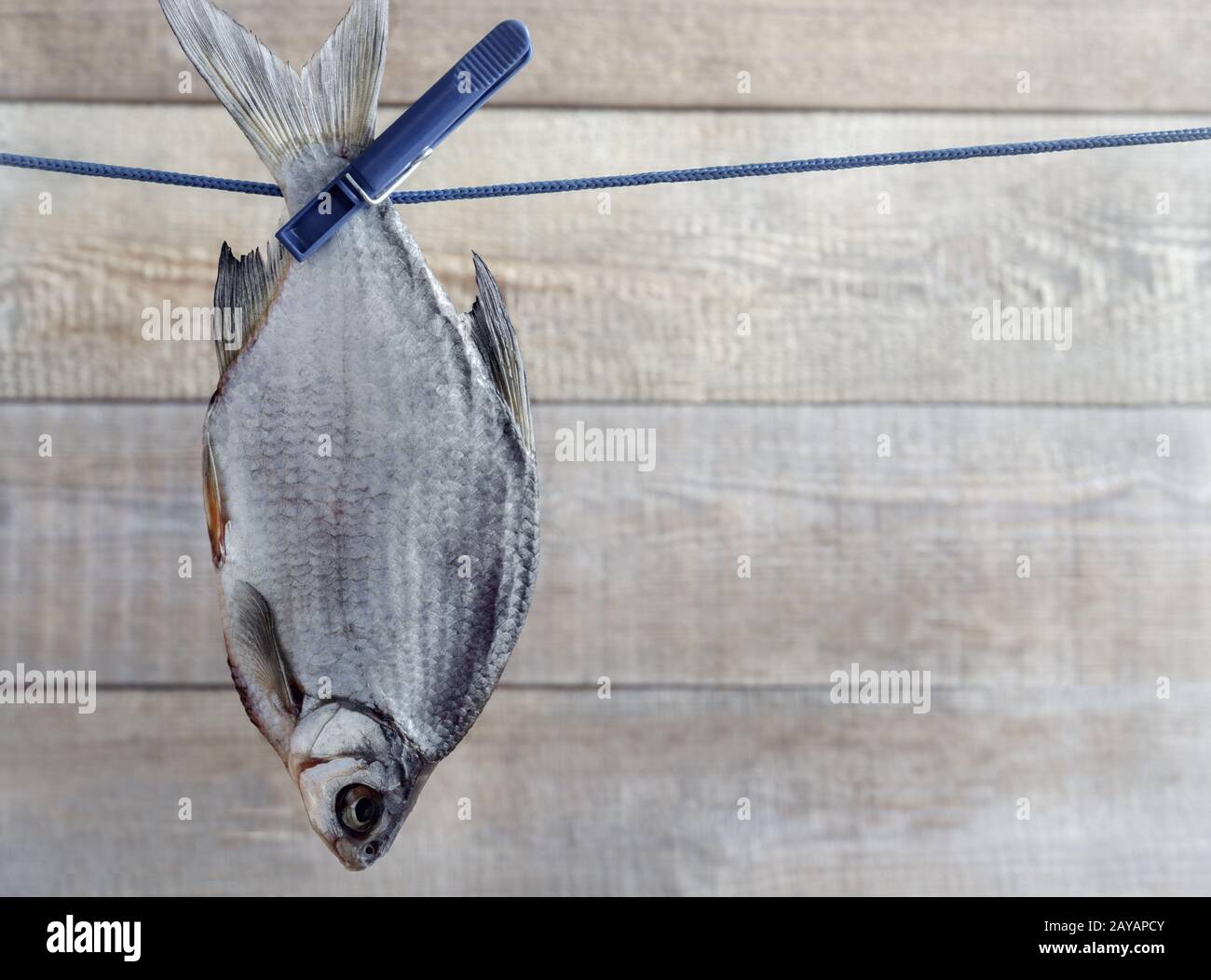 Dried roach hanging on a rope on clothespins Stock Photo - Alamy