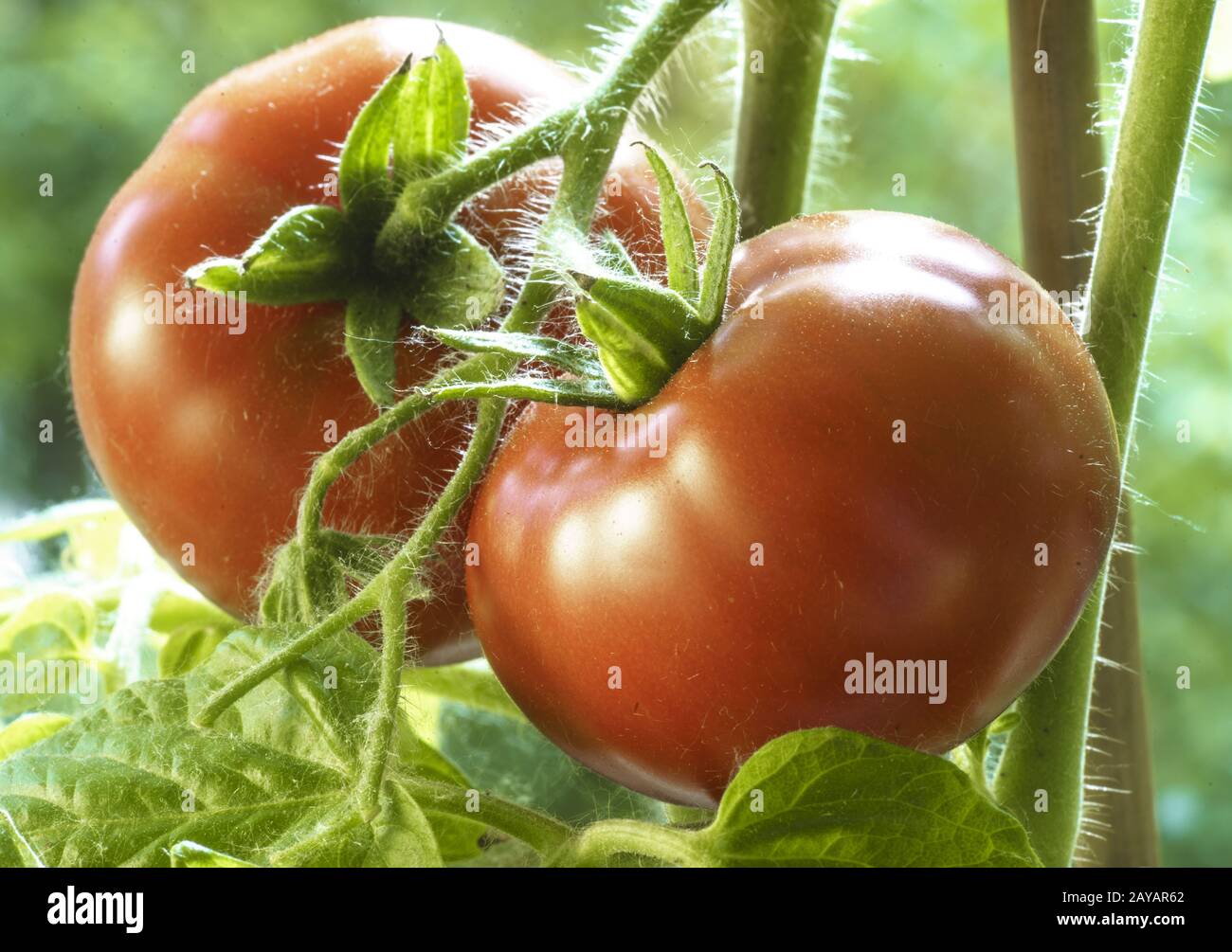 Natural tomatoes hi-res stock photography and images - Alamy