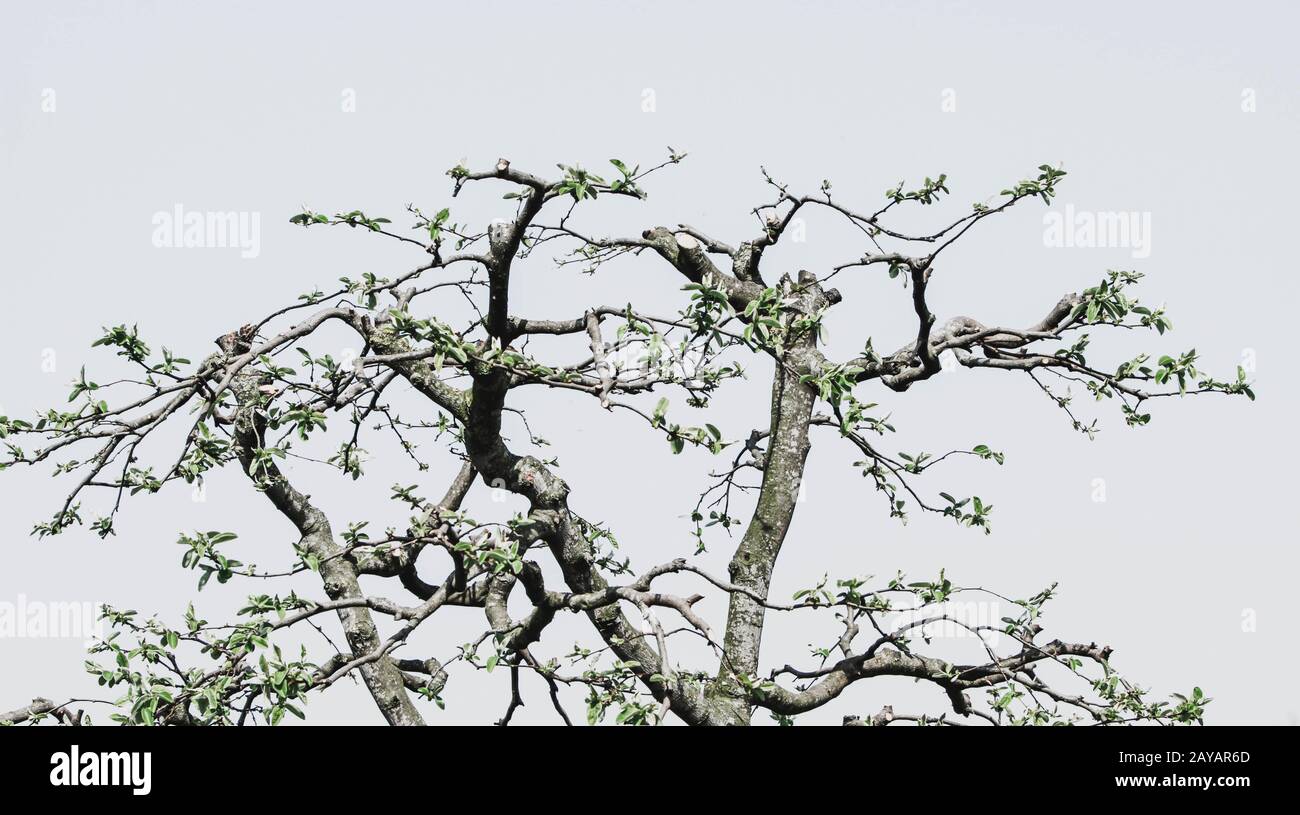 Pruned leaves hi-res stock photography and images - Alamy