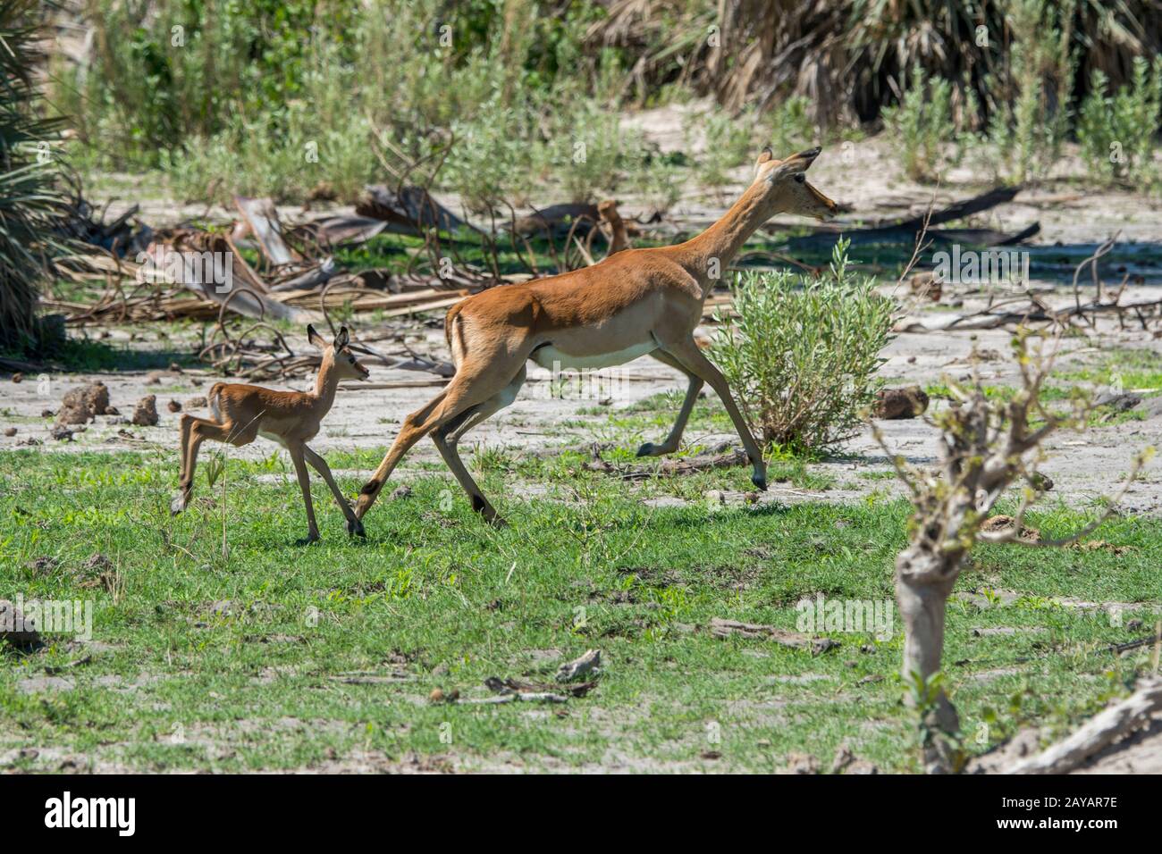 Female Impala Mother High Resolution Stock Photography and Images - Alamy