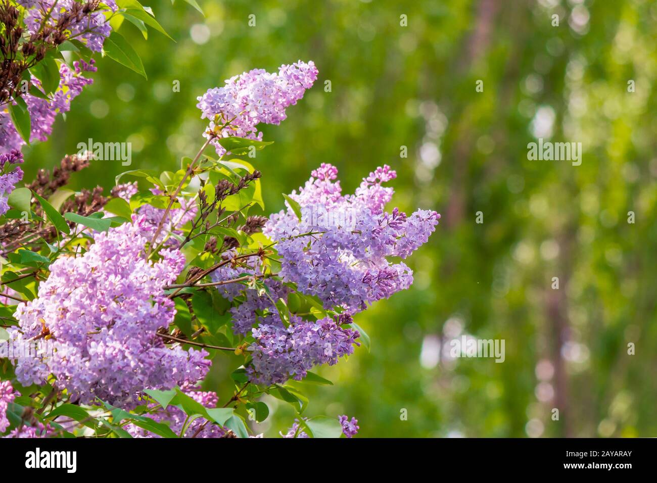lilac shrub in blossom. beautiful springtime nature background in ...