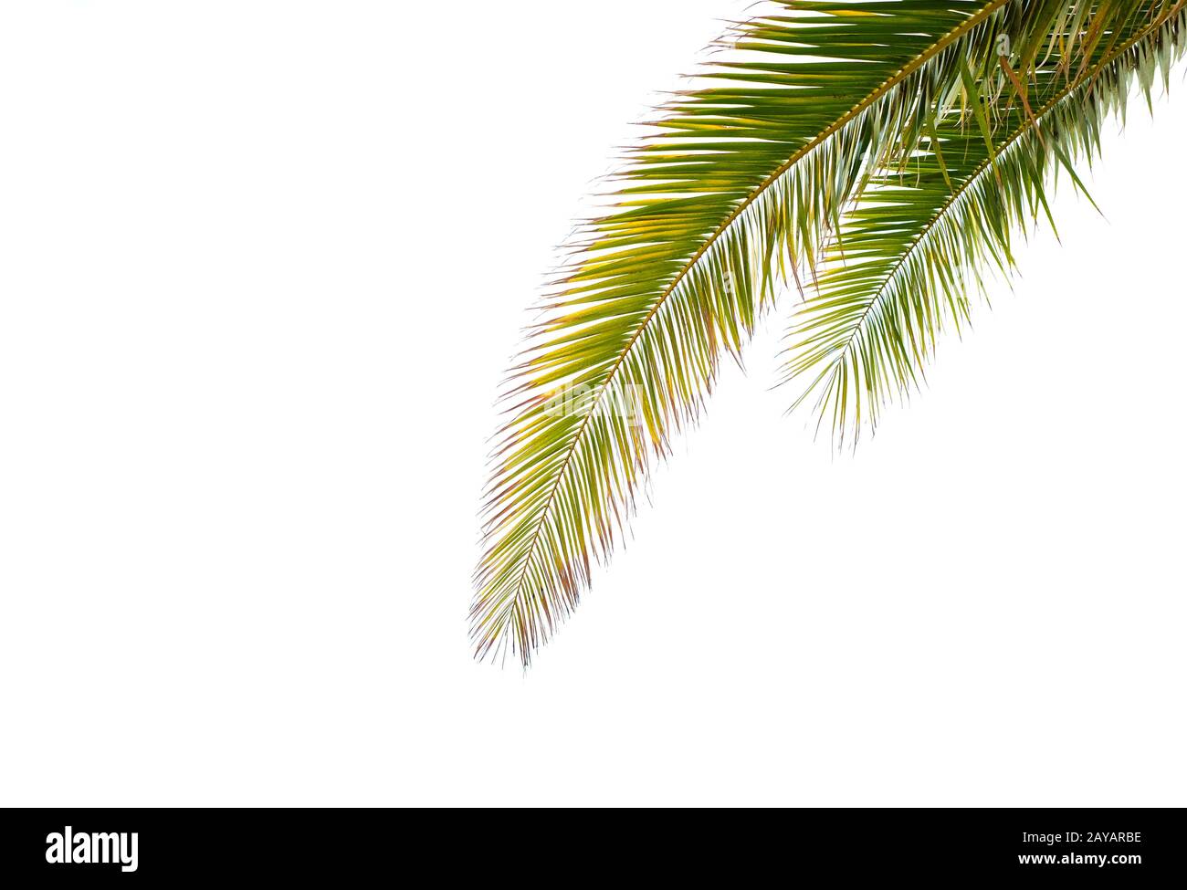 Palm tree leaves isolated on white background, large empty copy space ...