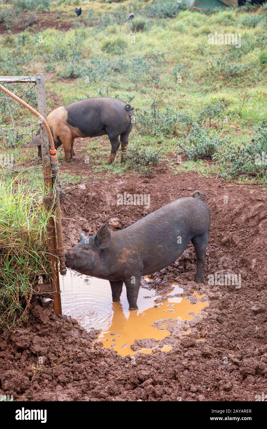 Pig farming australia hi-res stock photography and images - Alamy