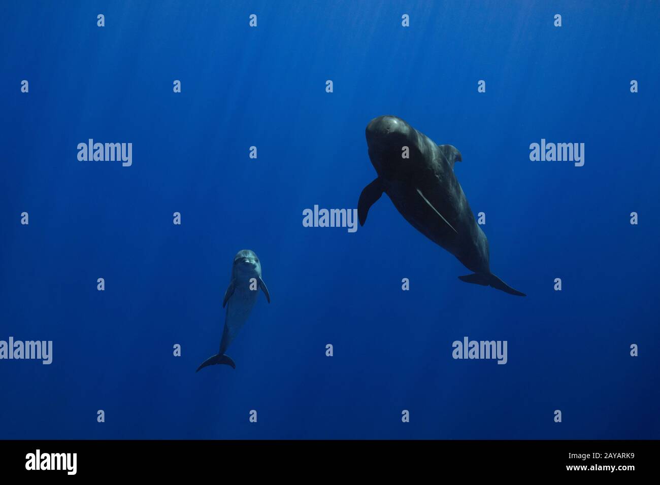 Pacific Offshore Bottlenose Dolphin High Resolution Stock Photography and Images - Alamy