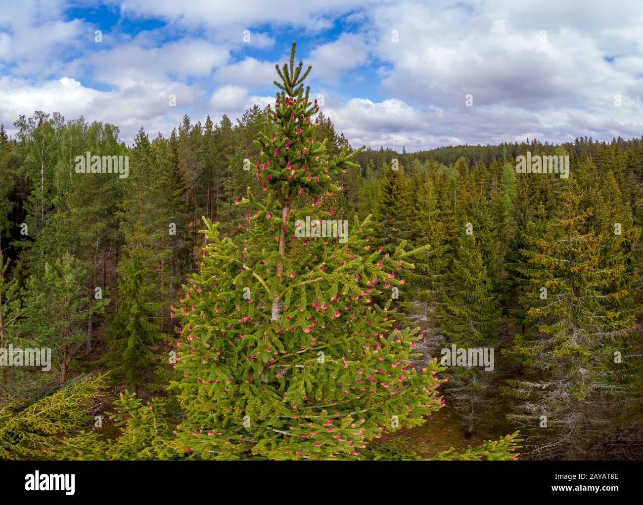 European spruce hi-res stock photography and images - Alamy
