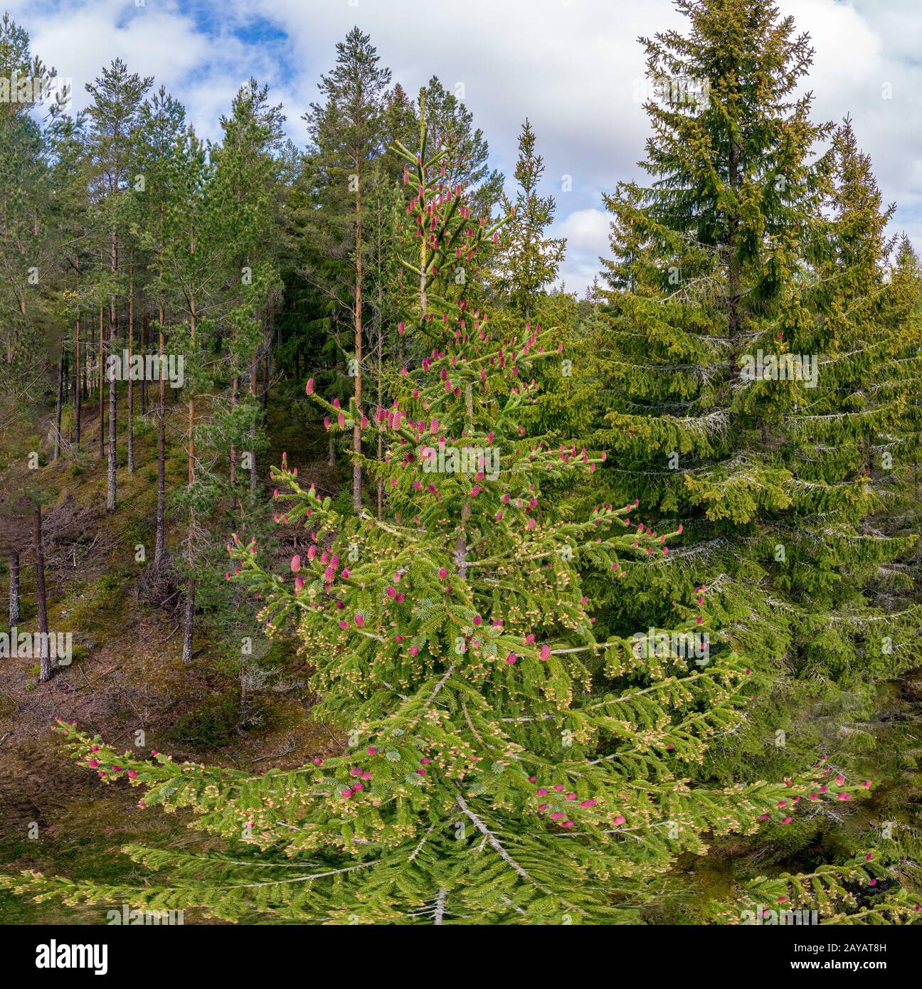 European spruce hi-res stock photography and images - Alamy