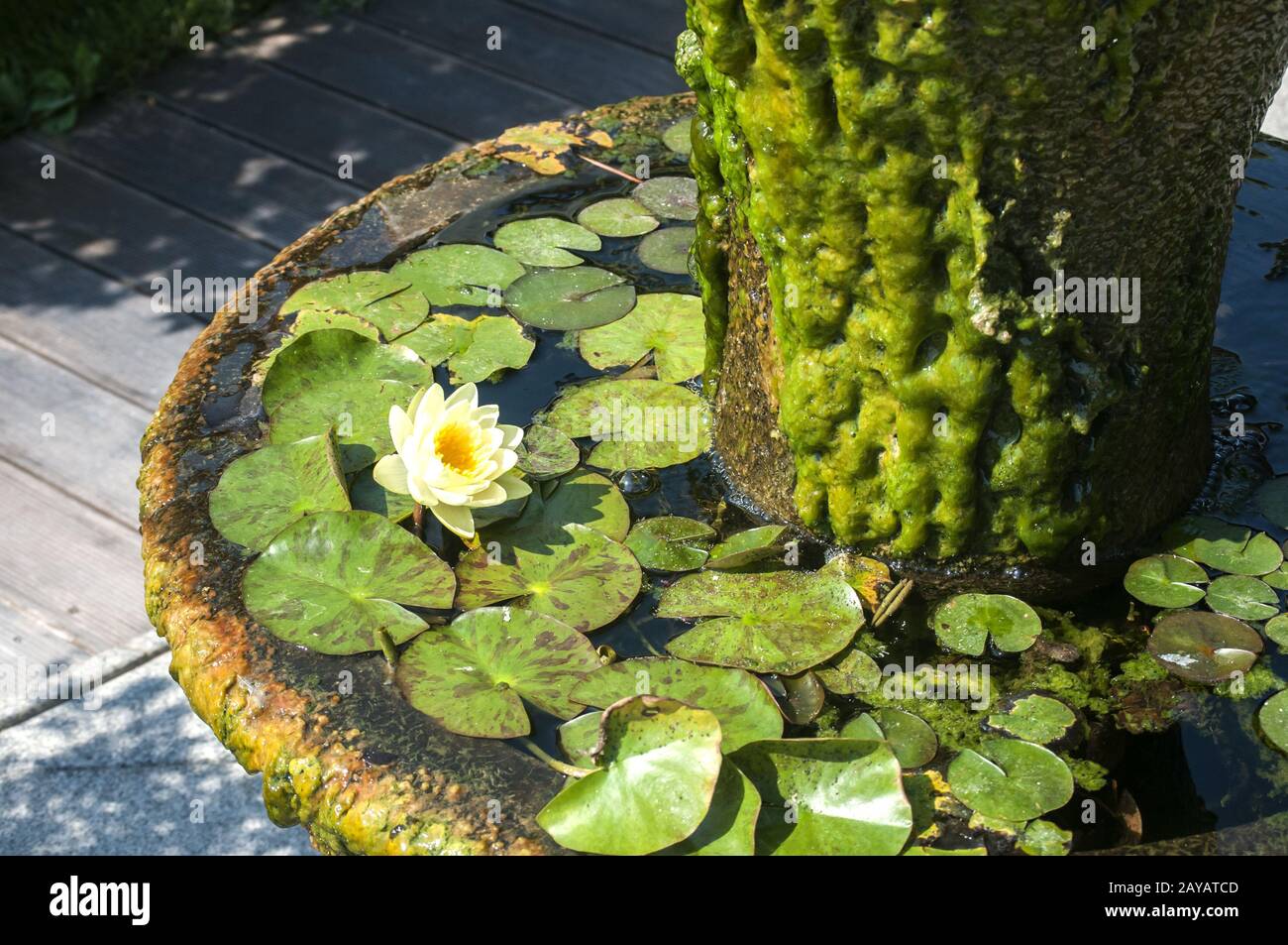 Water lilies with white blossoms flower in stone water small garden ...