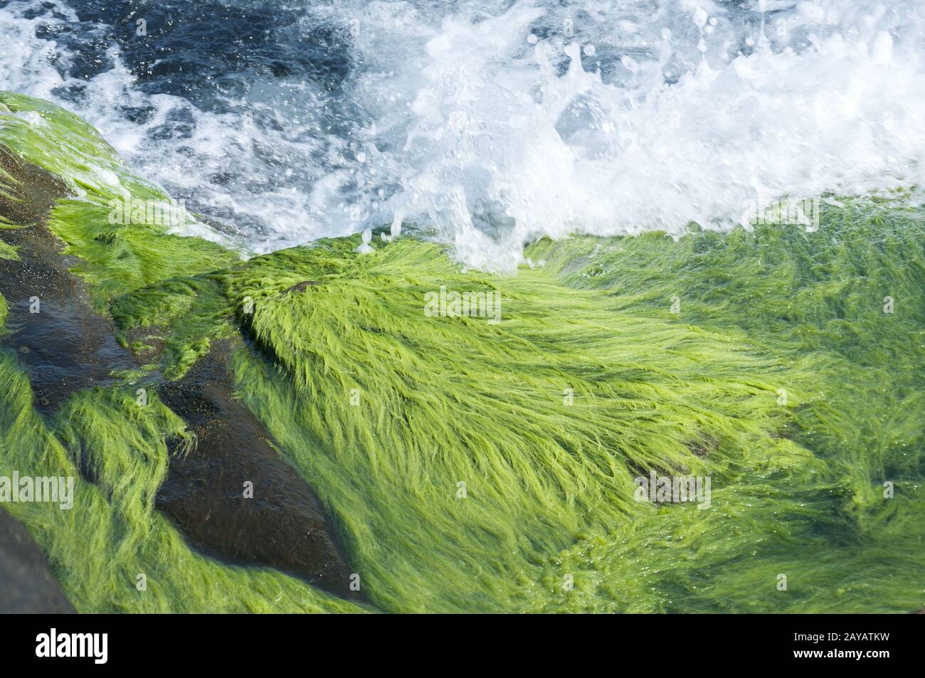 Seaweed algae in rocks hi-res stock photography and images - Alamy