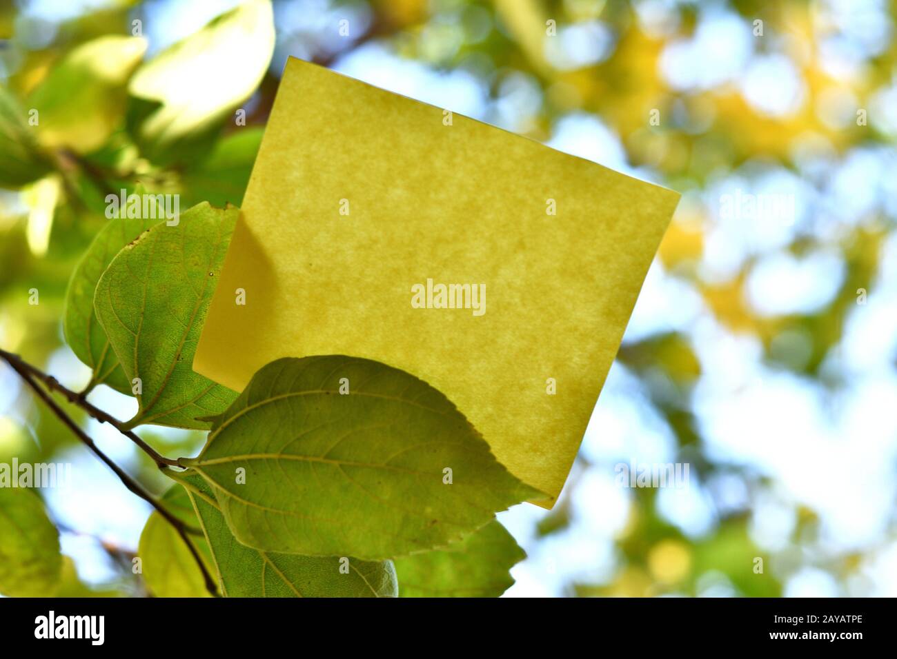 Rectangular yellow note paper attached on tree leaf under sunny day ...