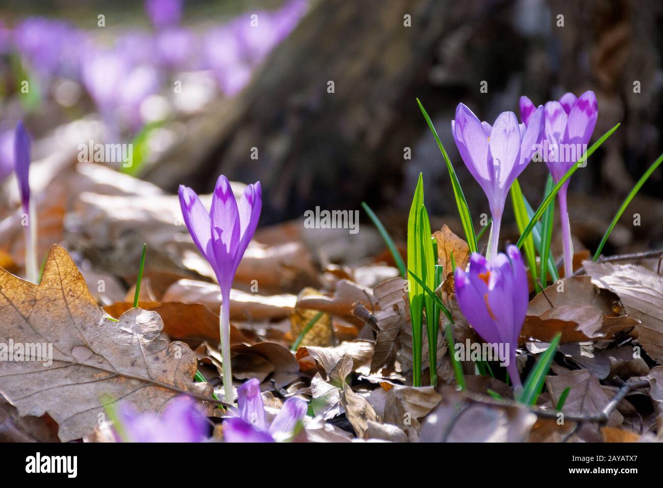 crocus flower near the stump in the forest. beauty of wild purple ...
