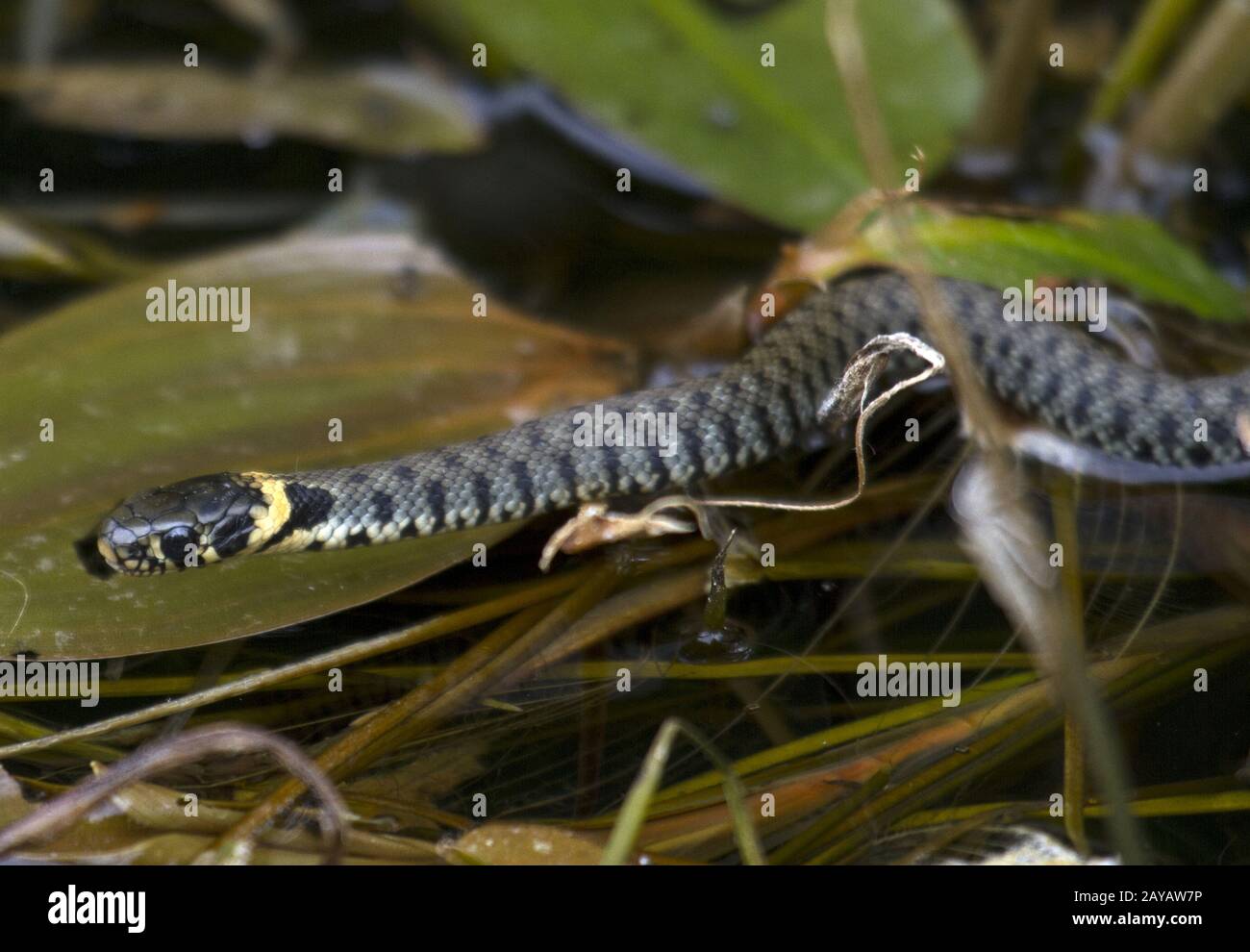 Jacobson organ snake hi-res stock photography and images - Alamy