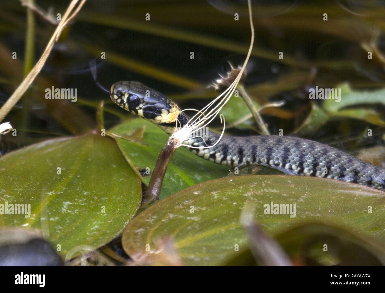 Jacobson organ snake hi-res stock photography and images - Alamy