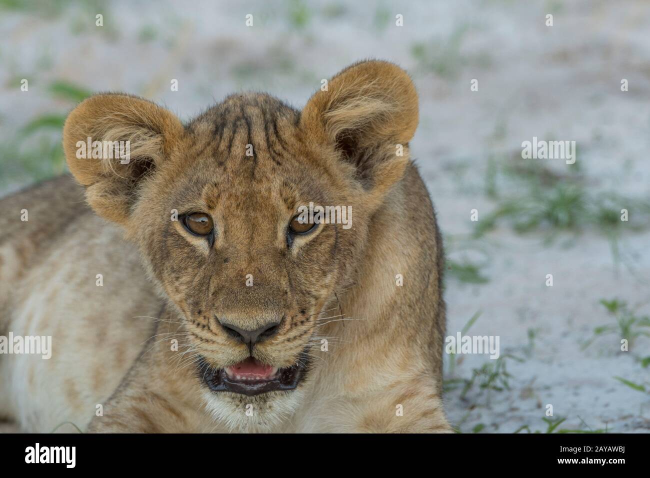Portrait of an about 6 months old lion cub (Panthera leo) laying on the ...
