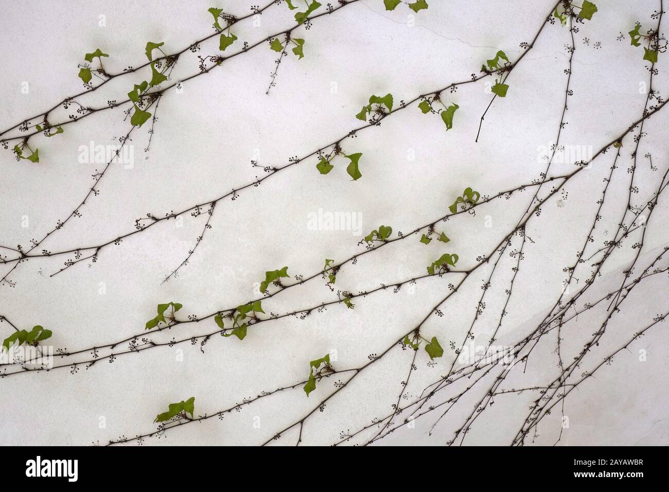 Wild Creeper High Resolution Stock Photography and Images - Alamy