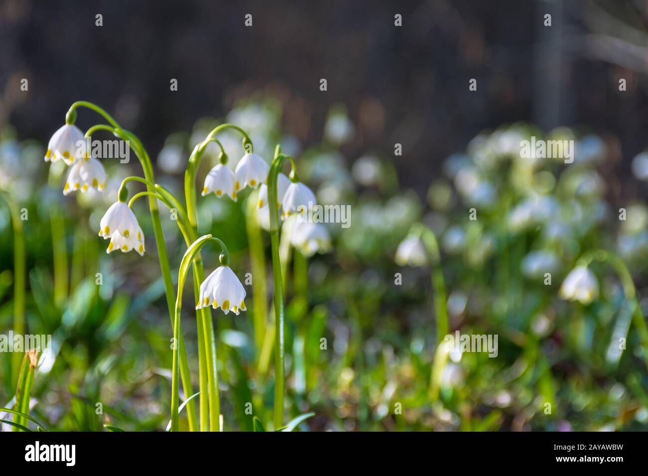bunch of snow drop flowers in the woods. beautiful nature background in ...