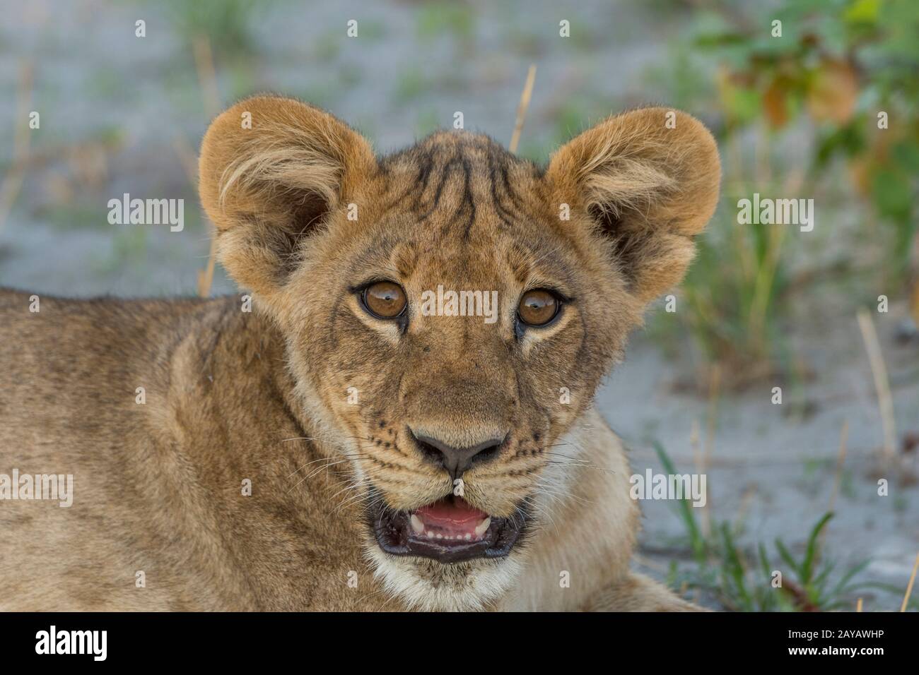 Portrait of an about 6 months old lion cub (Panthera leo) laying on the ...