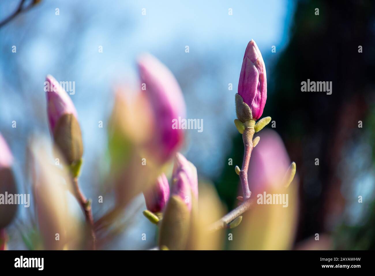 closed buds of magnolia tree. beautiful nature scenery in morning light ...