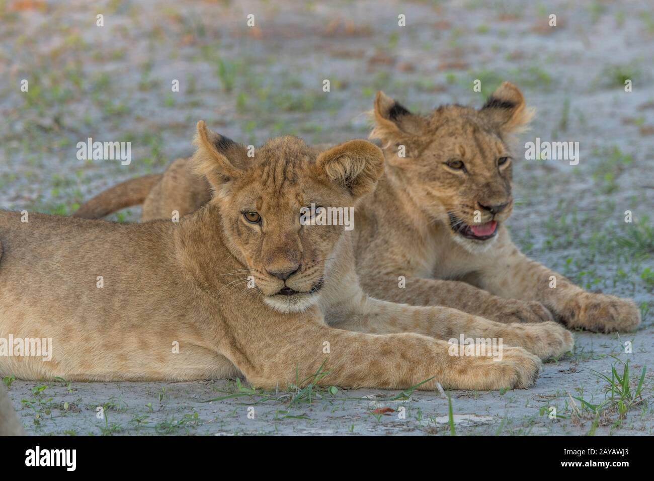 Two about 6 months old lion cubs (Panthera leo) laying on the ground ...
