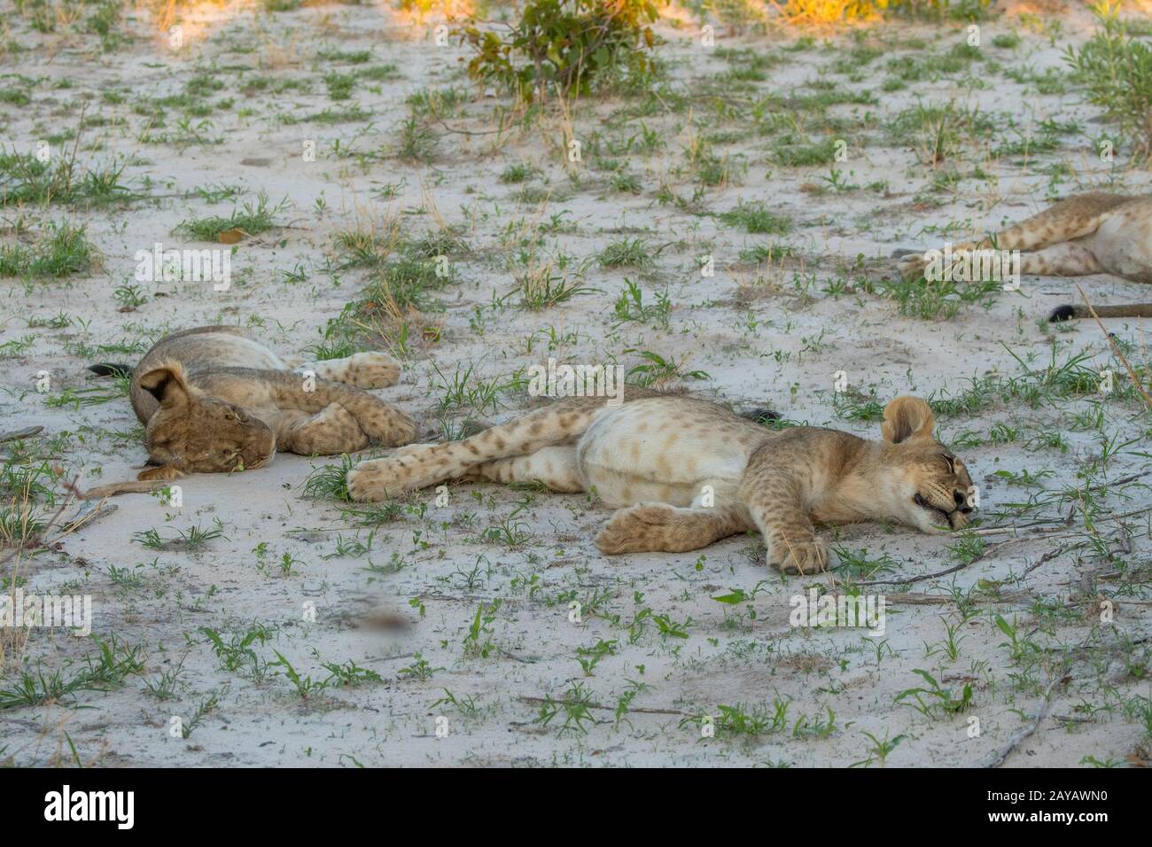 Lion With Full Belly High Resolution Stock Photography and Images - Alamy