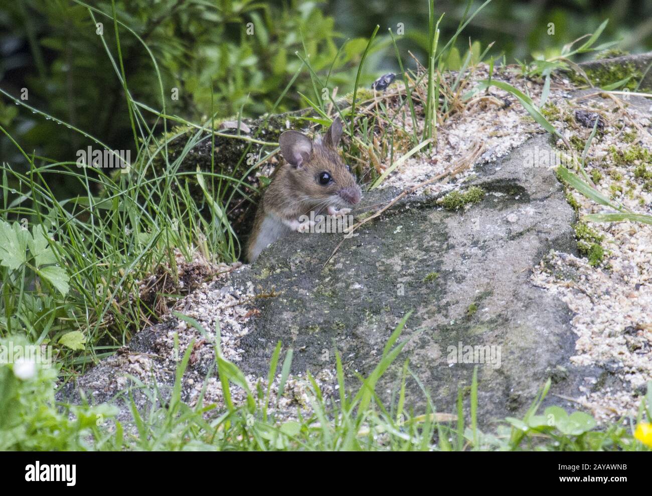 Yellow neck mouse, Wahnbach, Rhineland, Germany Stock Photo - Alamy