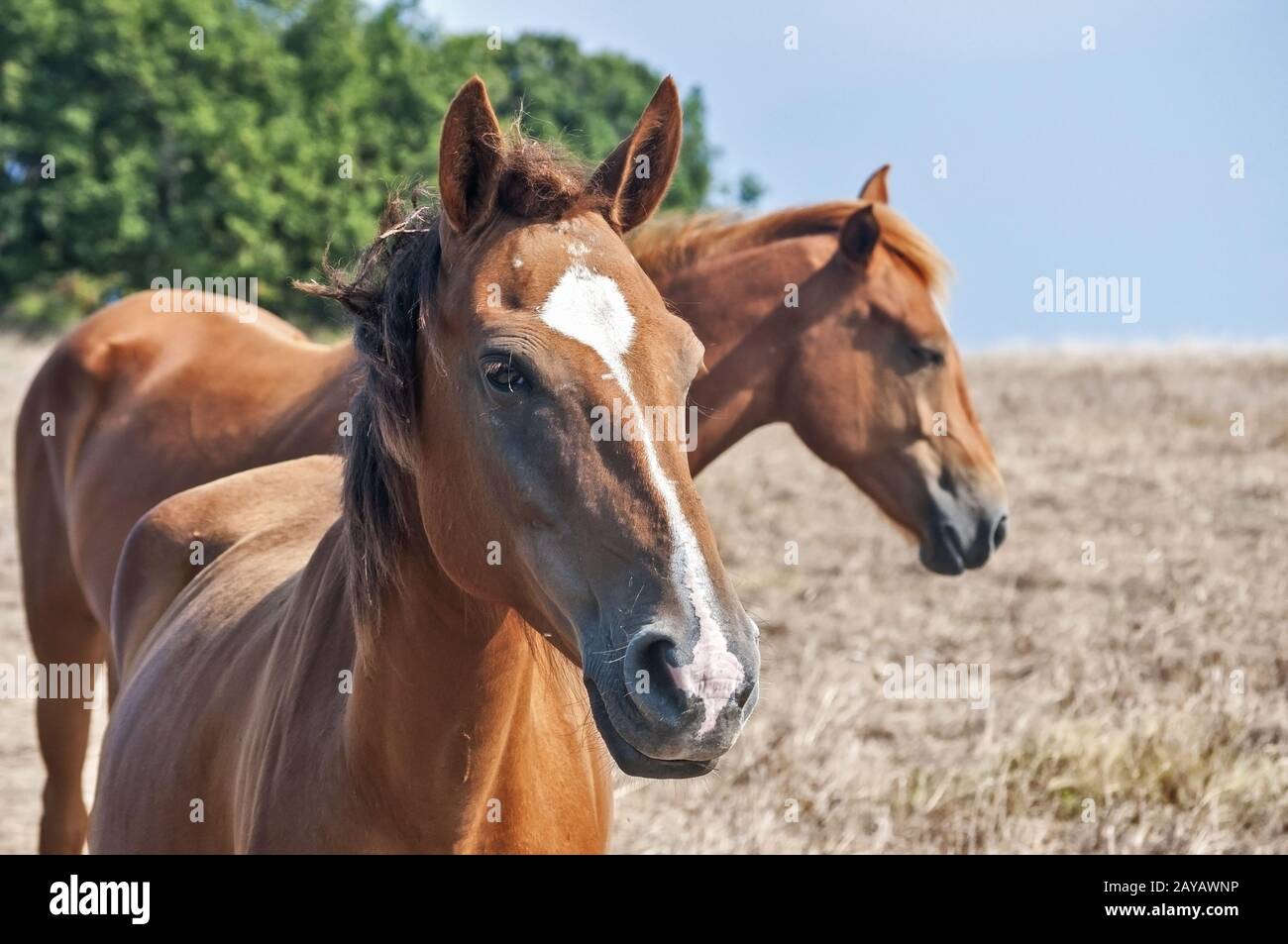 Beautiful young mare hi-res stock photography and images - Alamy