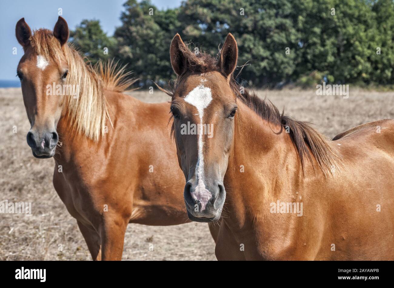 Beautiful young mare hi-res stock photography and images - Alamy