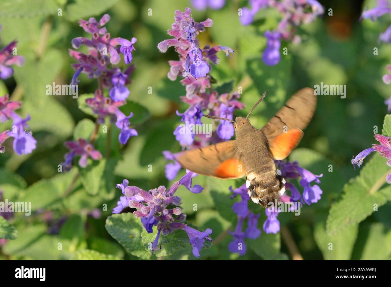Dove tail hi-res stock photography and images - Alamy