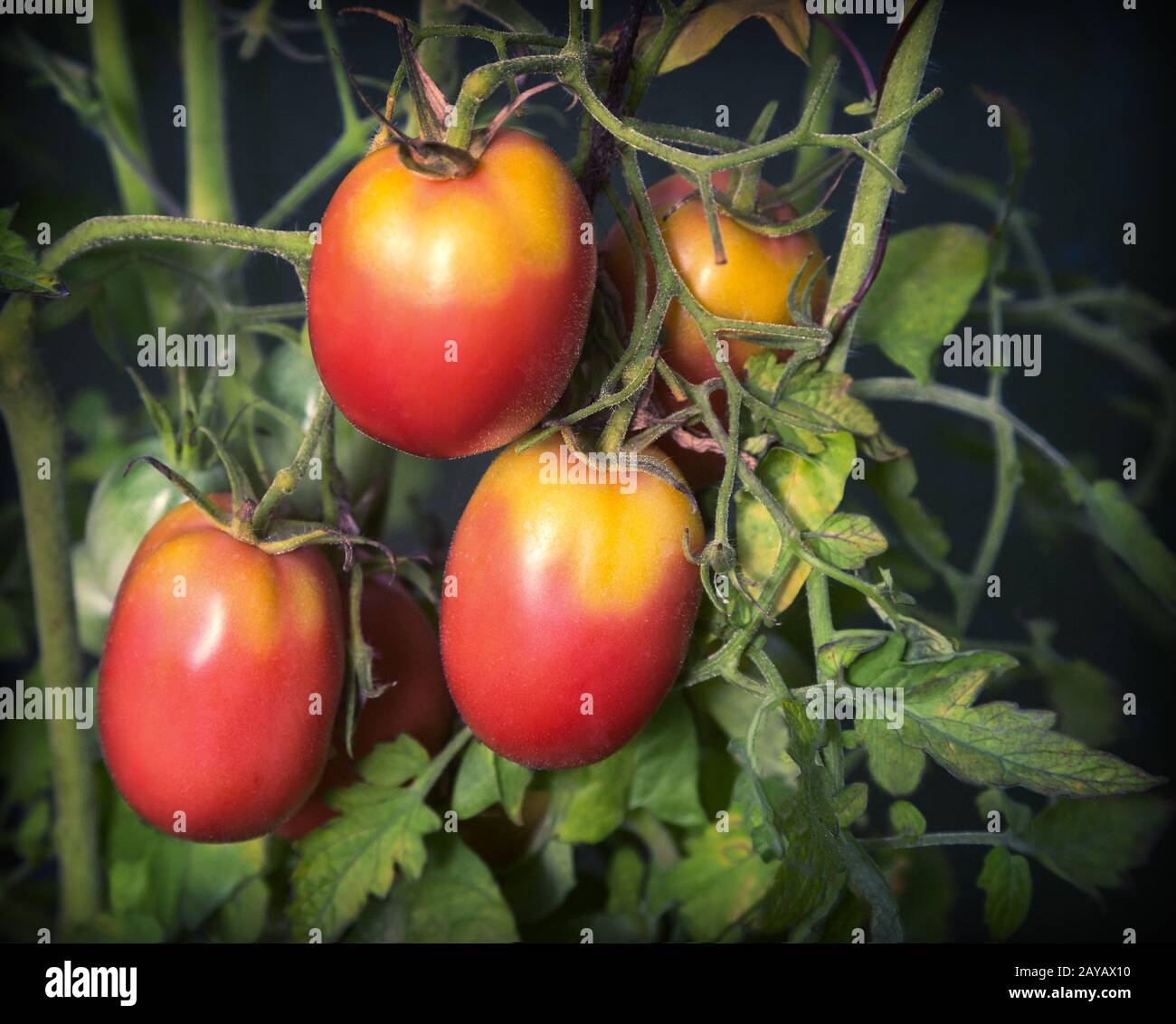 Beautiful tomatoes on bush hi-res stock photography and images - Alamy