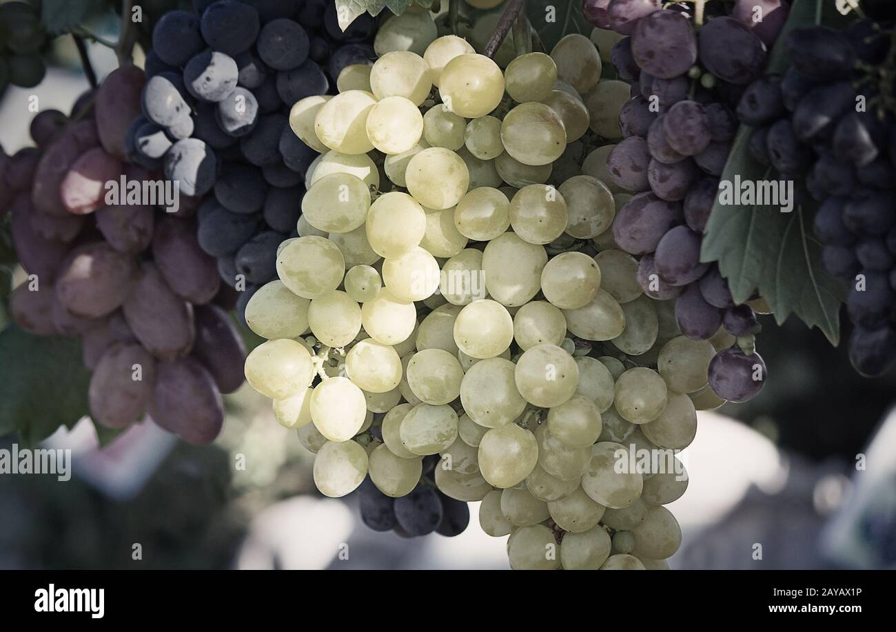 Fruits of grapes of various grades on a shop show-window Stock Photo ...
