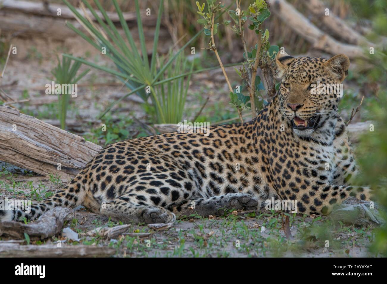A Leopard (Panthera pardus) laying on the ground in the Gomoti Plains ...