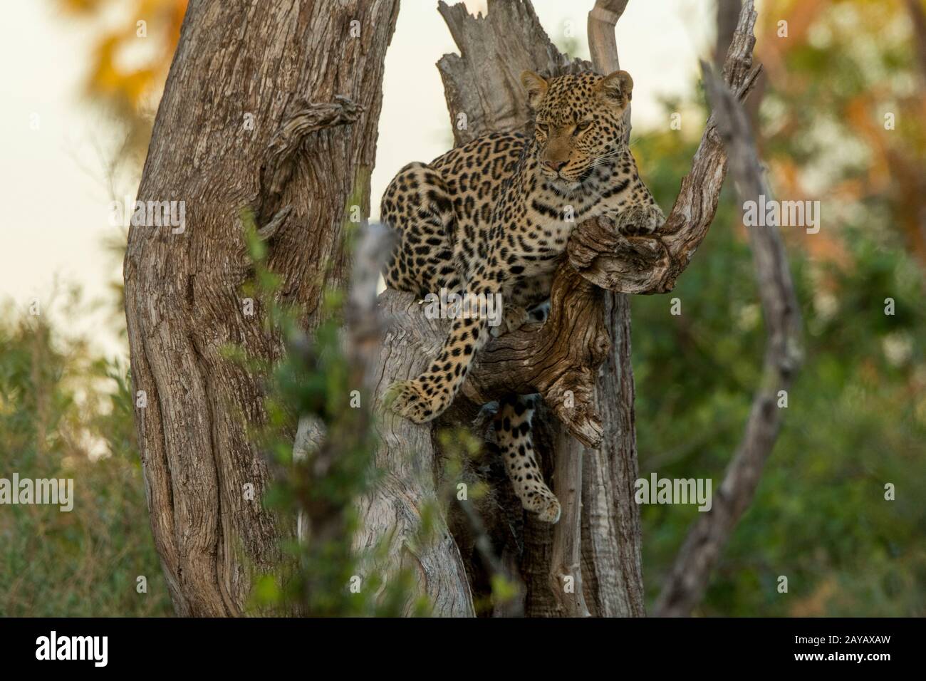 A Leopard (Panthera pardus) sitting in a tree in the Gomoti Plains area ...