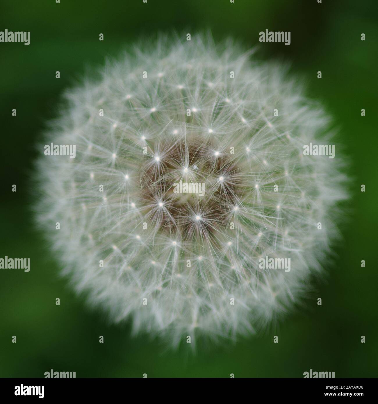 Top view of a Dandelion Stock Photo - Alamy