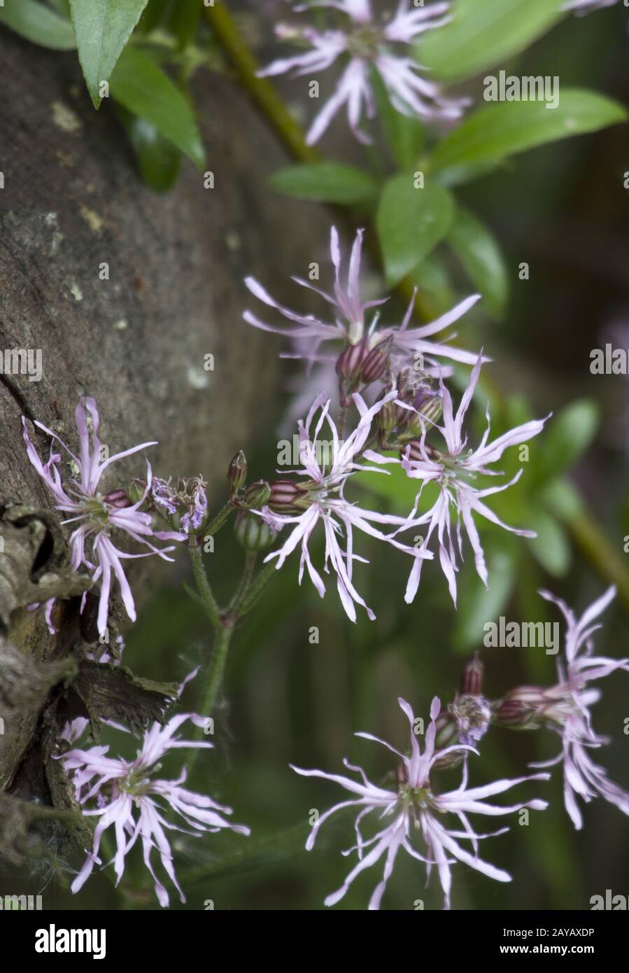 Kap Kaliakra, Flower, cuckoo-light-clove, Bulgaria, Baltic states ...