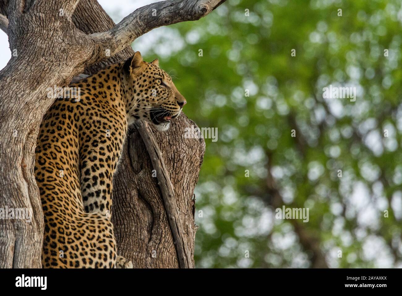 A Leopard (Panthera pardus) sitting in a tree in the Gomoti Plains area ...