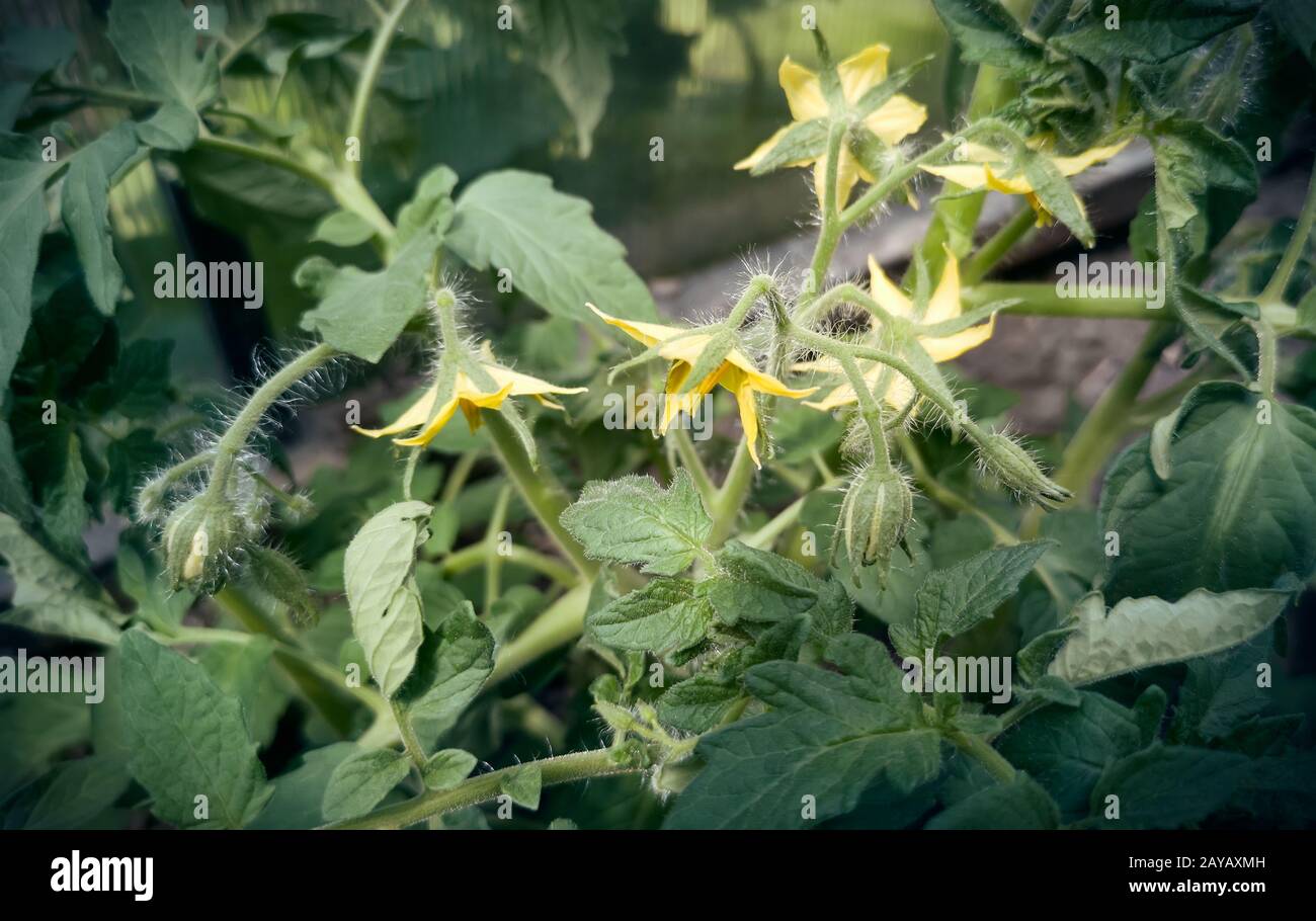 Tomato plants in bloom in the small greenhouse Stock Photo - Alamy