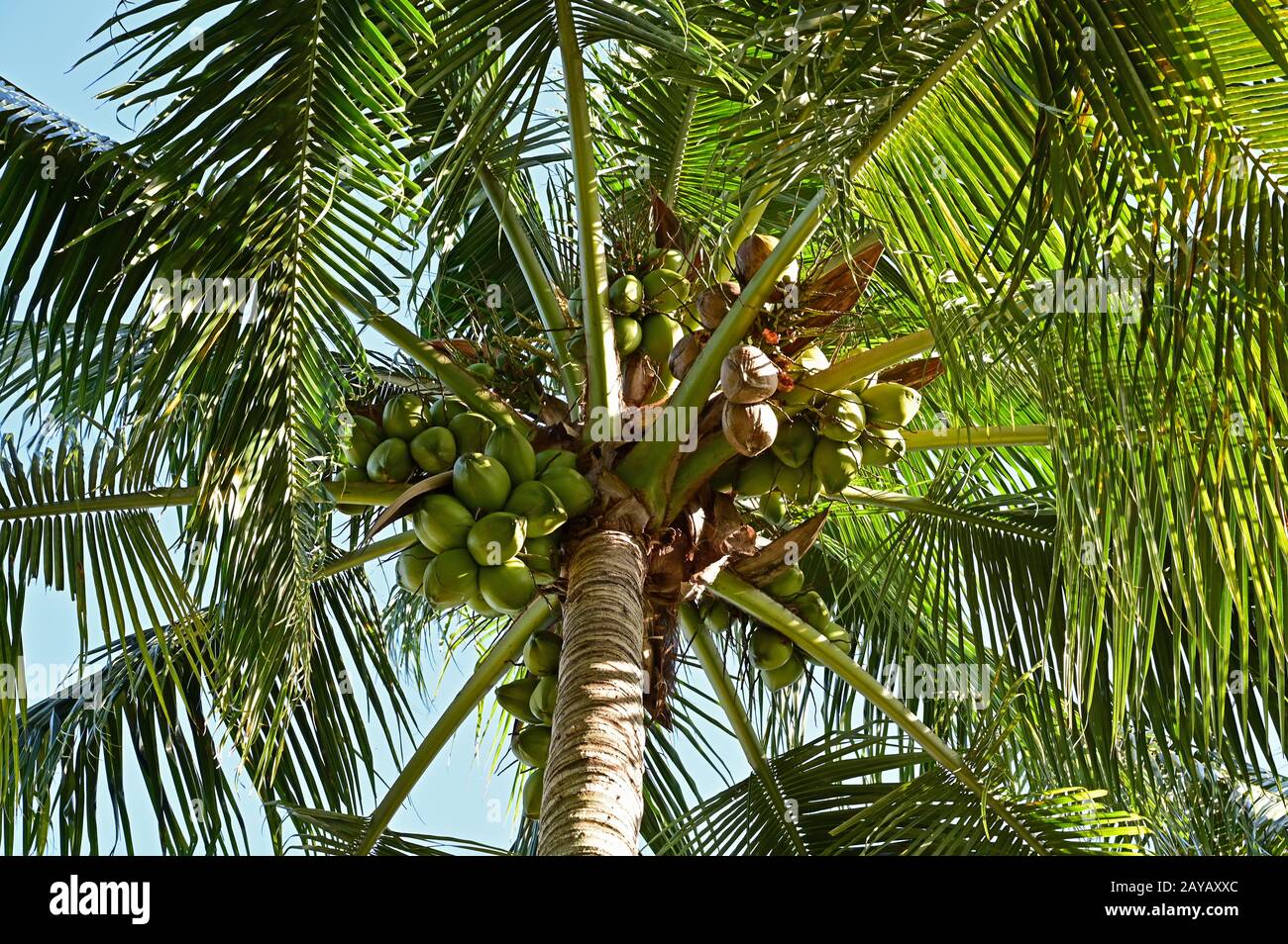 Coconut Tree - Cocos nucifera - bearing large number of coconuts ...