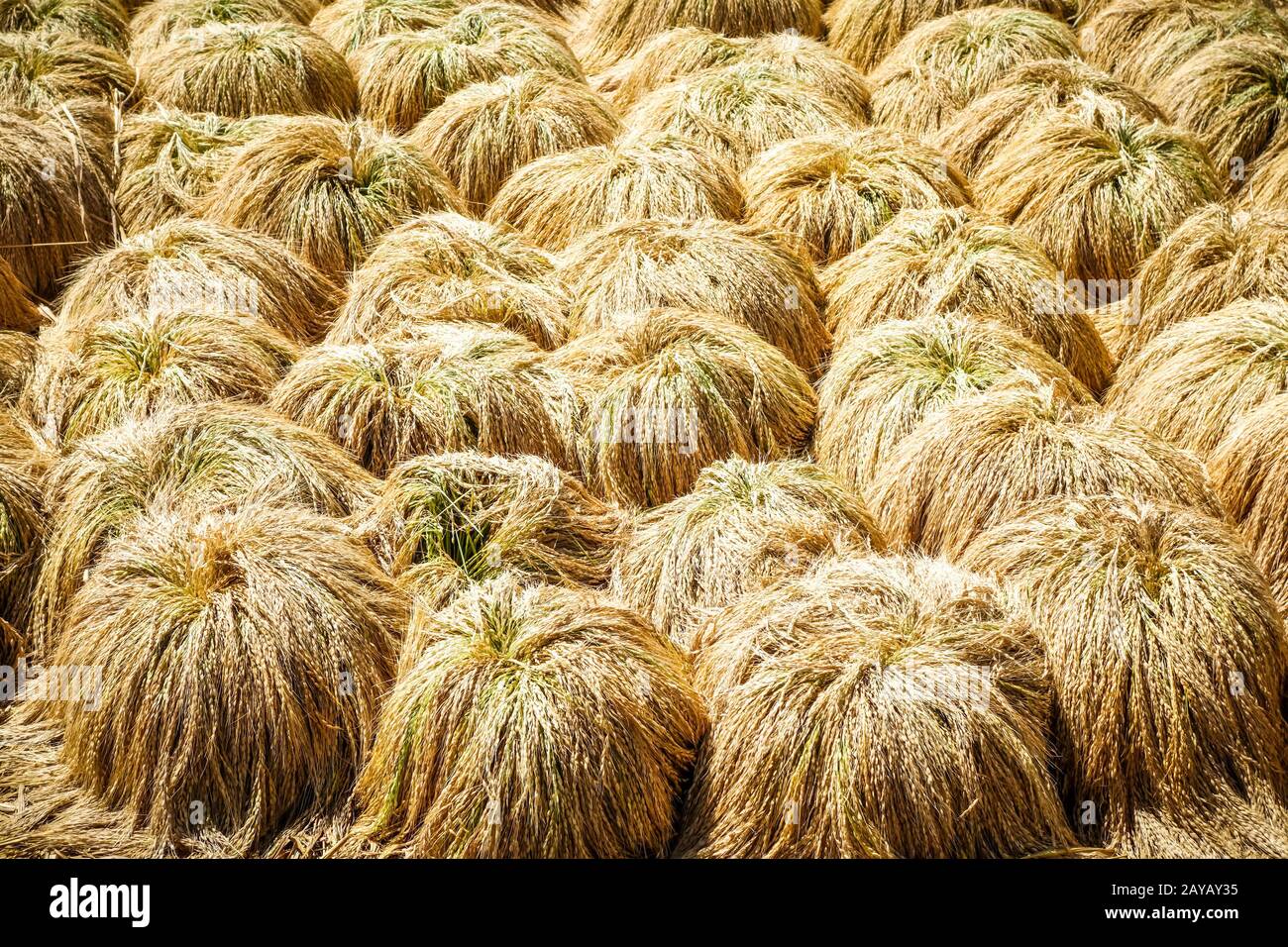 Drying paddy hi-res stock photography and images - Alamy