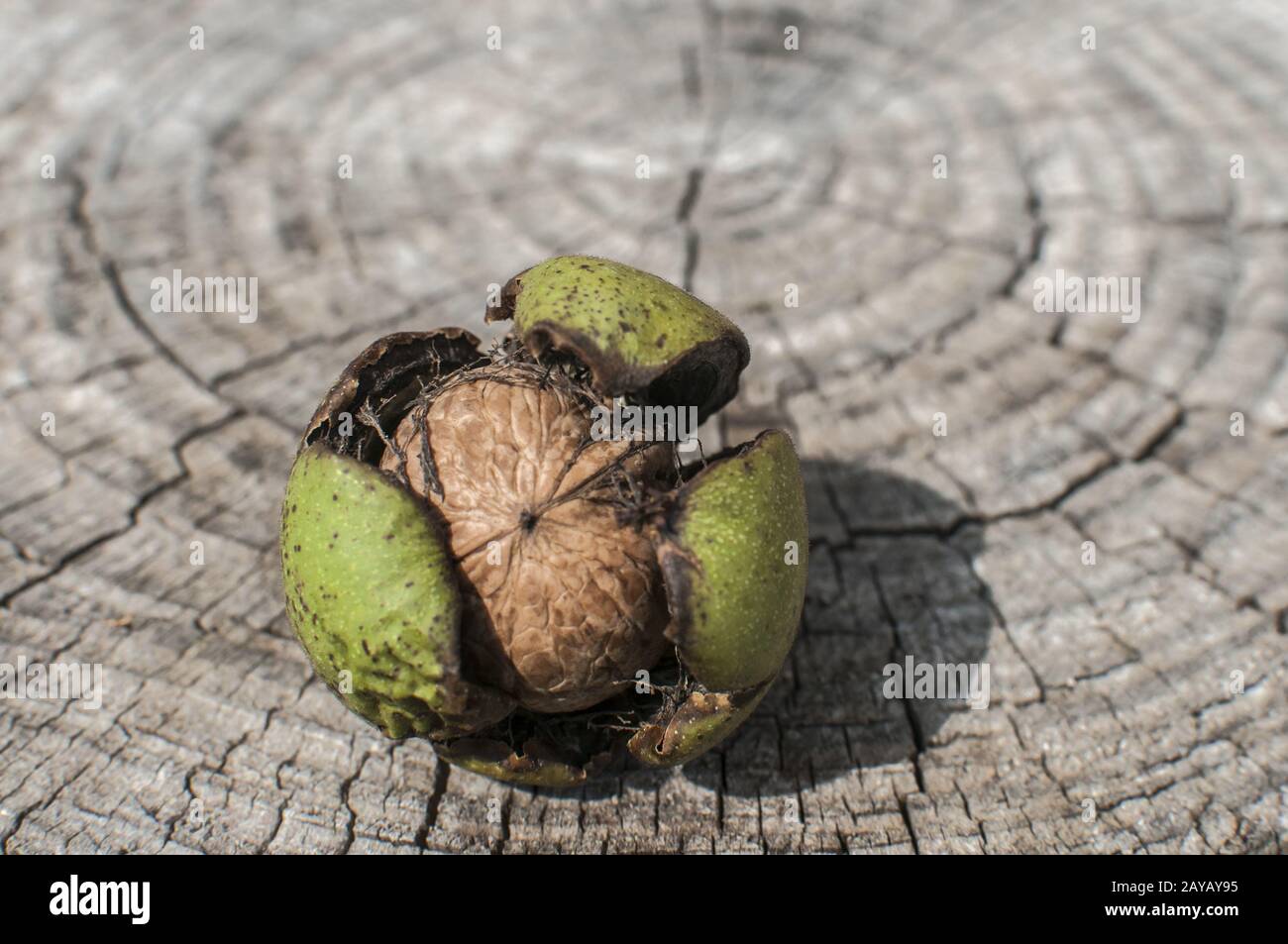 Walnut shell inside its green husk closeup on cut wooden trunk ...