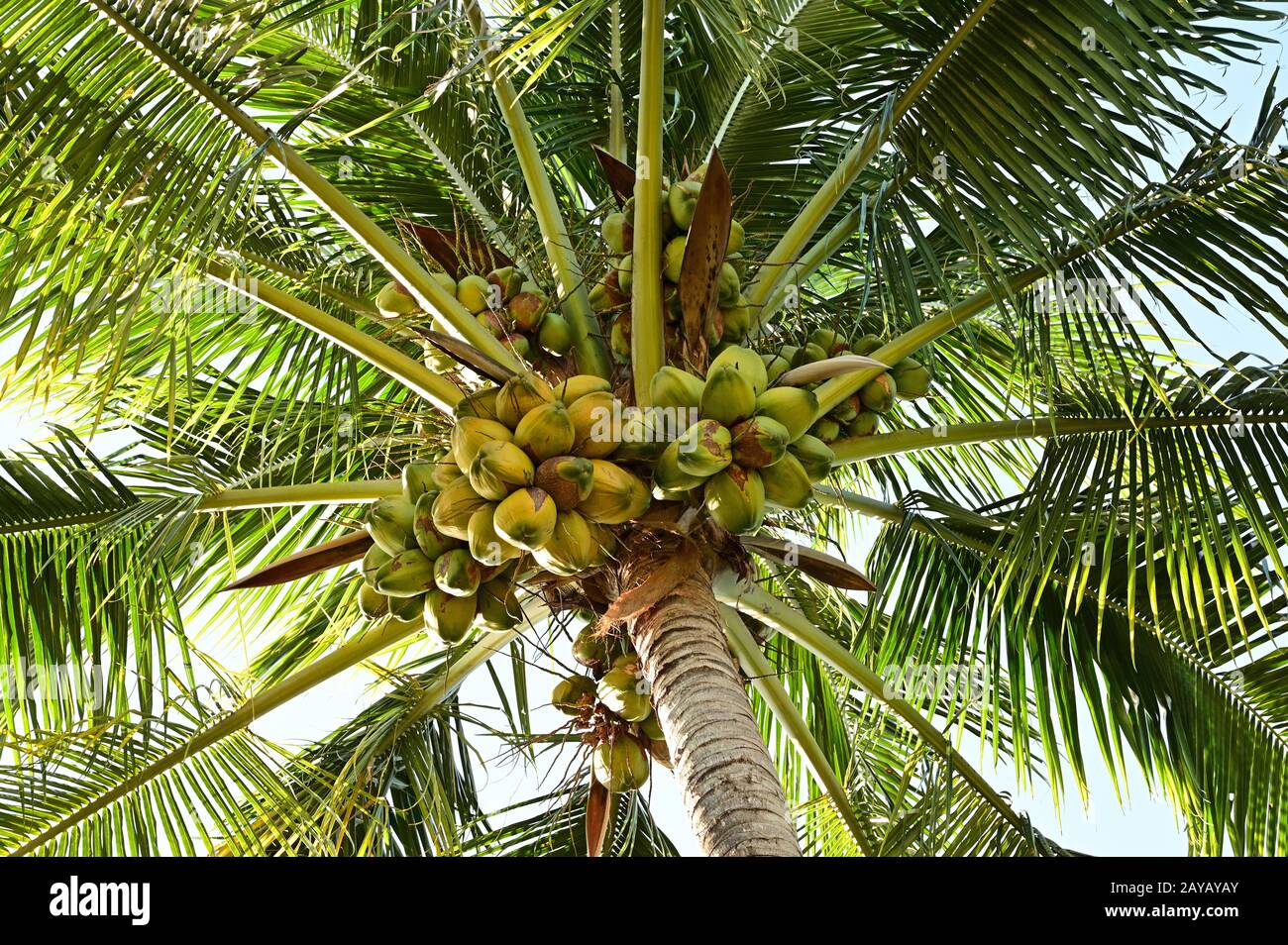 Coconut Tree - Cocos nucifera - bearing large number of coconuts ...