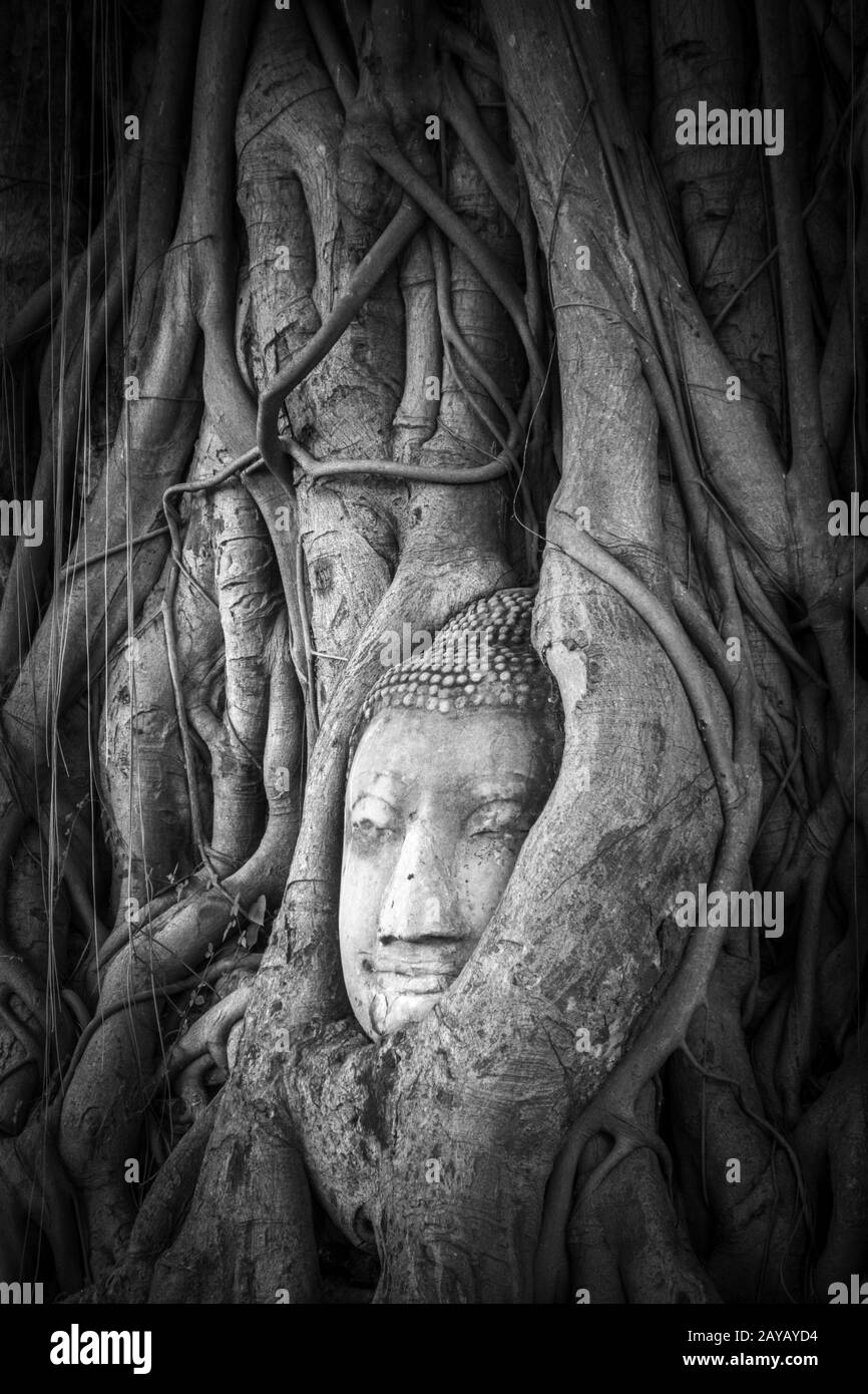 Buddha Head in Tree Roots, Wat Mahathat, Ayutthaya, Thailand Stock ...