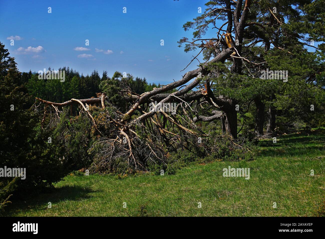 Broken pine hi-res stock photography and images - Alamy