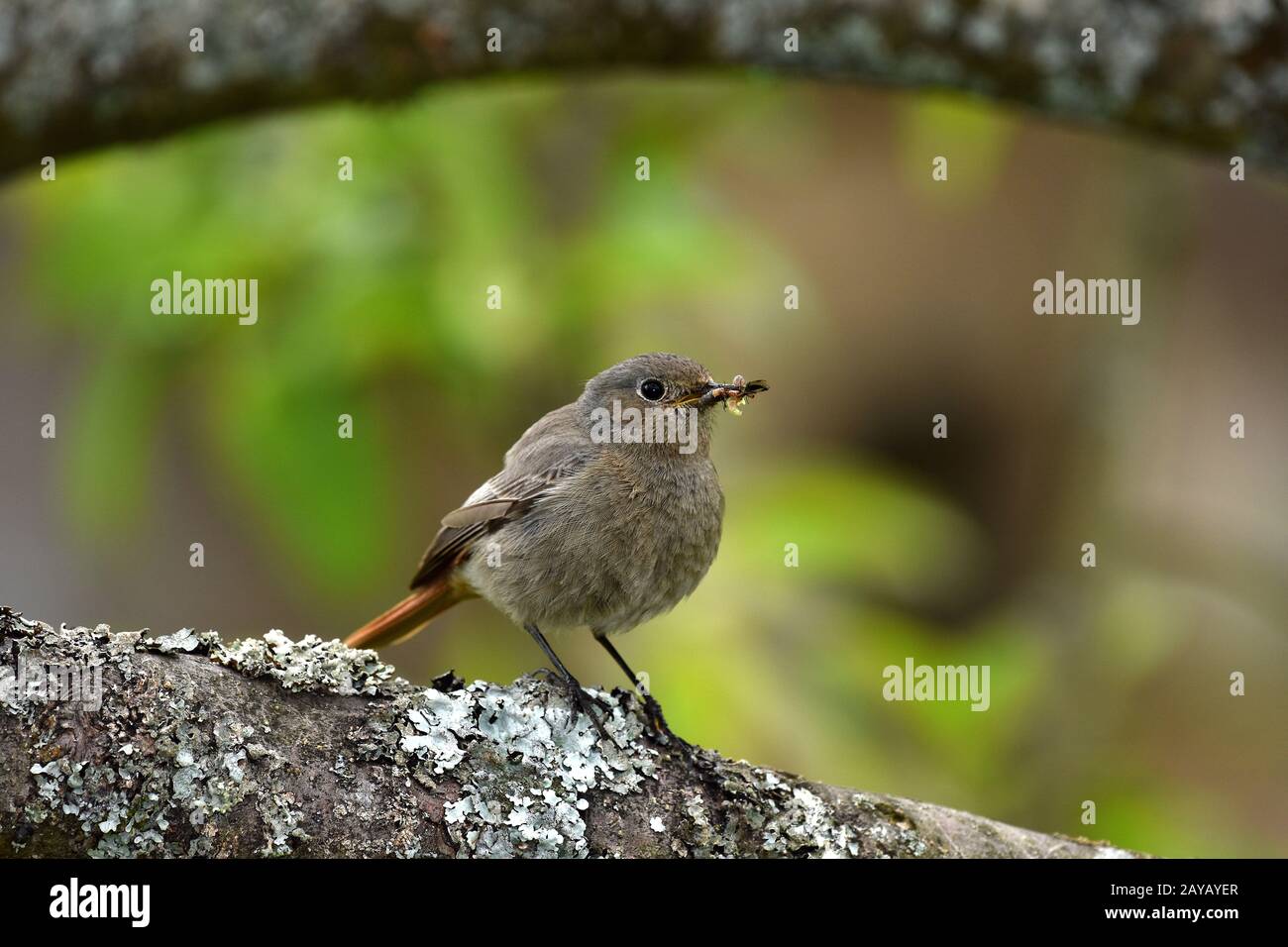 Black redstart hi-res stock photography and images - Alamy